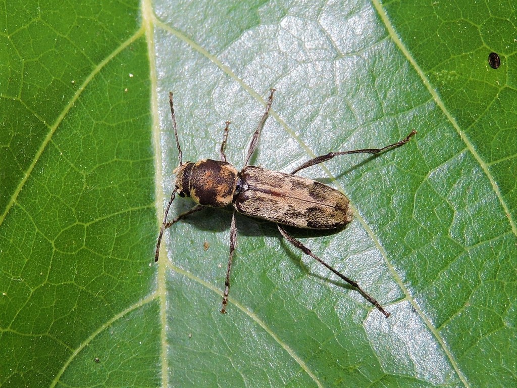 Perissus from Indian Institute Of Technology, Chennai, Tamil Nadu ...