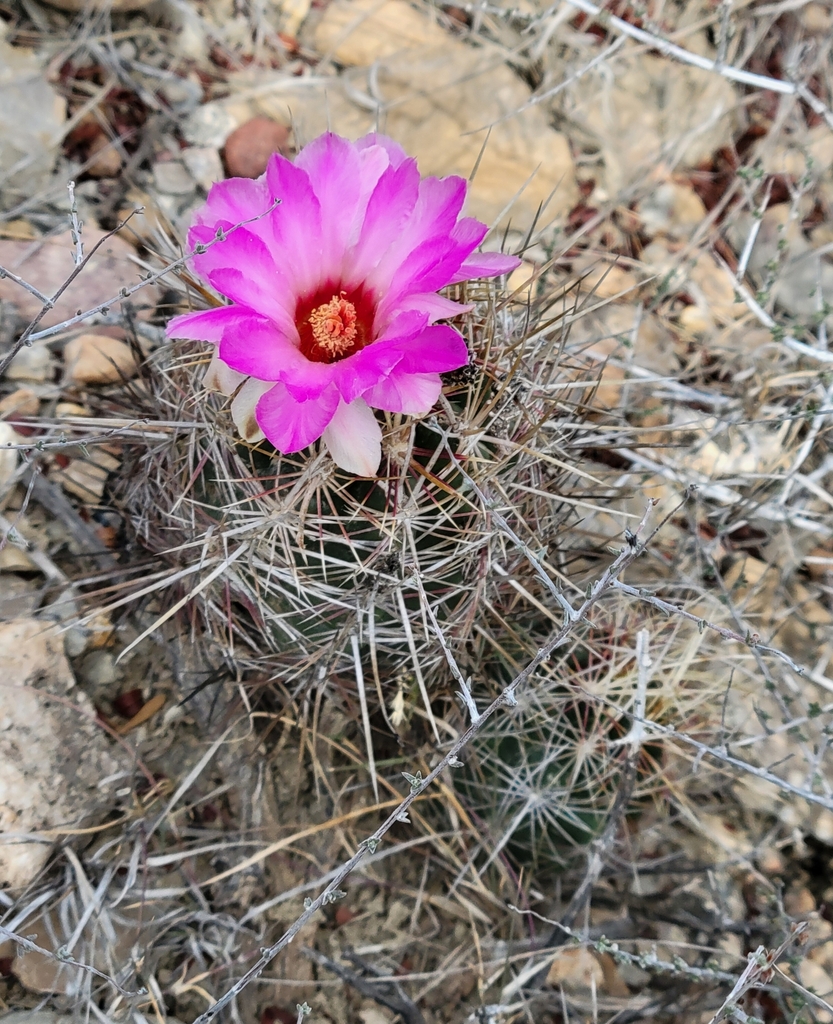 Thelocactus bicolor bicolor in February 2025 by David Heckard · iNaturalist