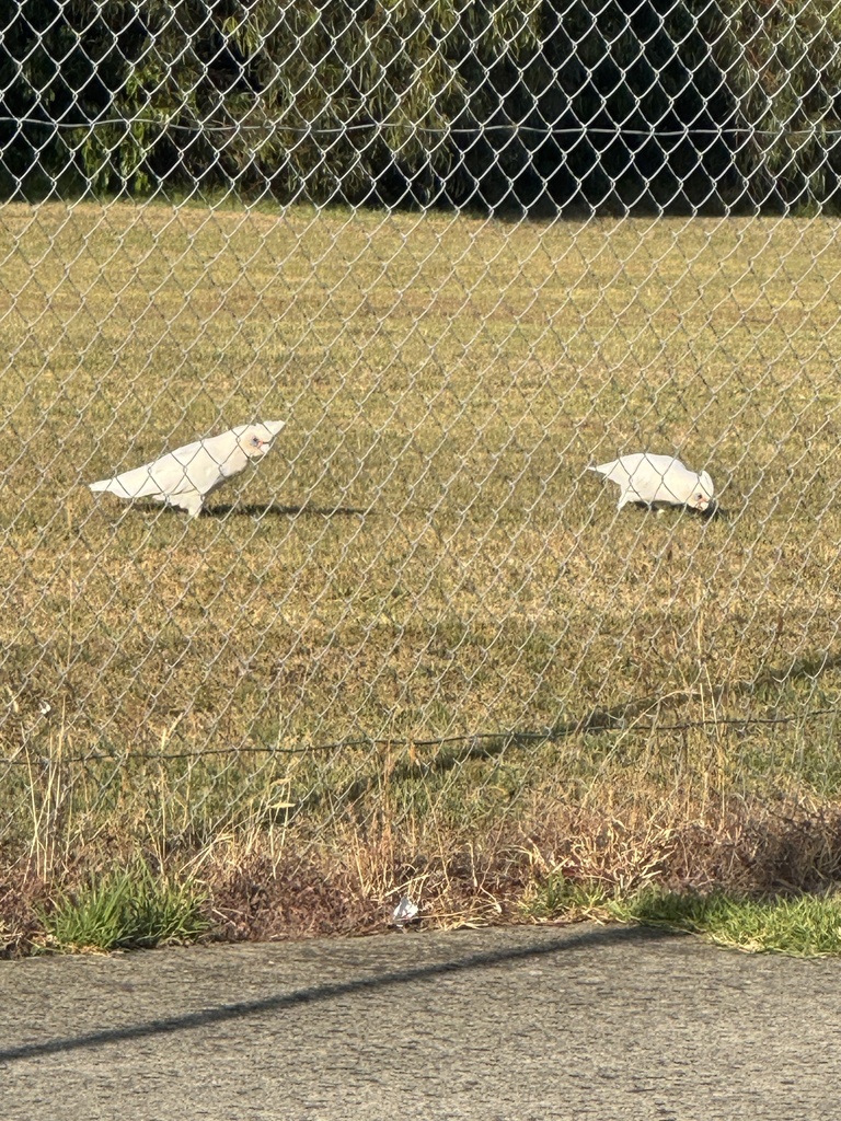 Little Corella from George St, Somerville, VIC, AU on March 1, 2025 at ...