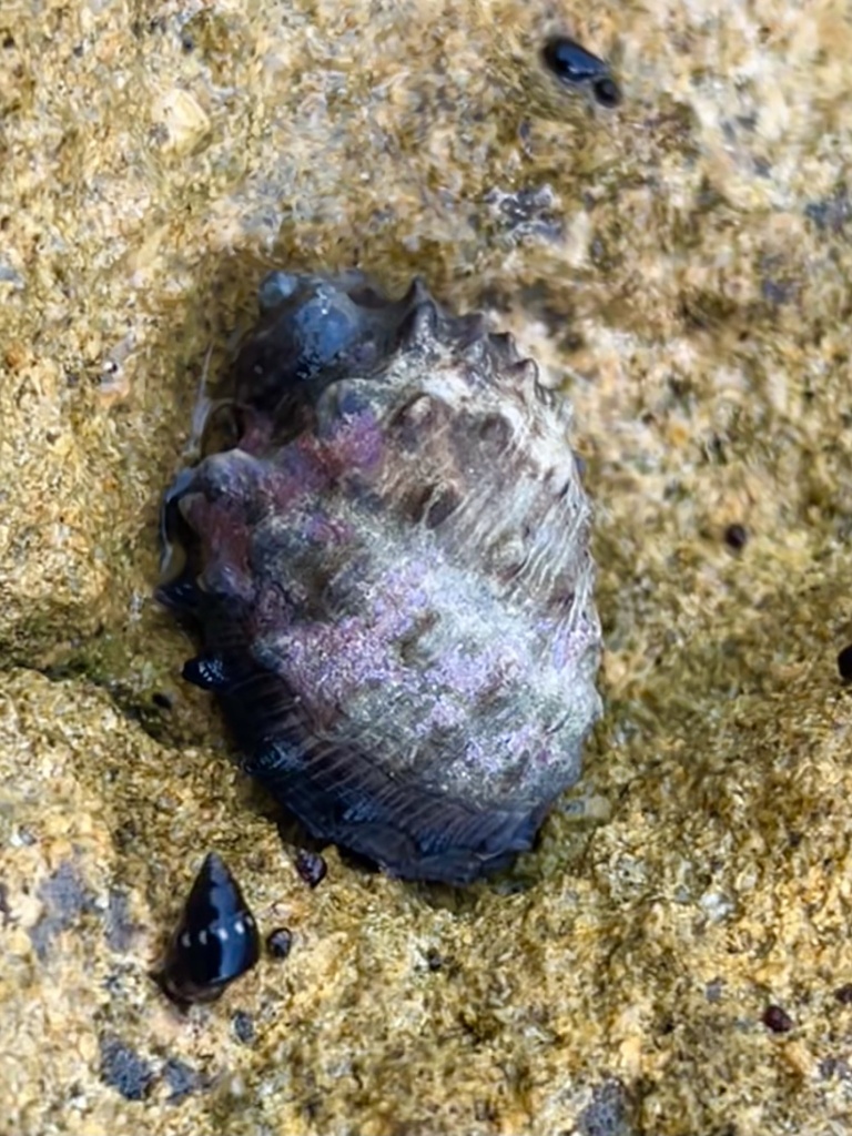 Widemouth Rocksnail from Destapada Bocas de Ceniza, Barranquilla ...