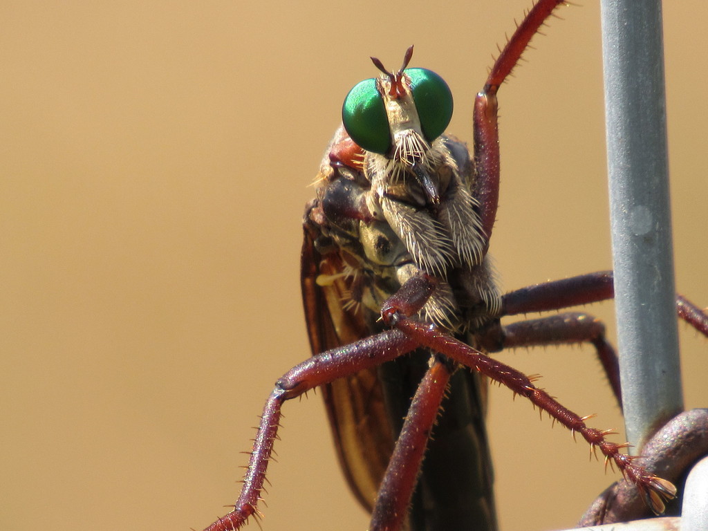 Giant Prairie Robber Fly from Wellington Lake, Wellington, KS, USA on ...