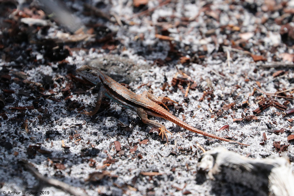 Florida Scrub Lizard in August 2019 by Arthur Windsor. Jupiter Ridge ...
