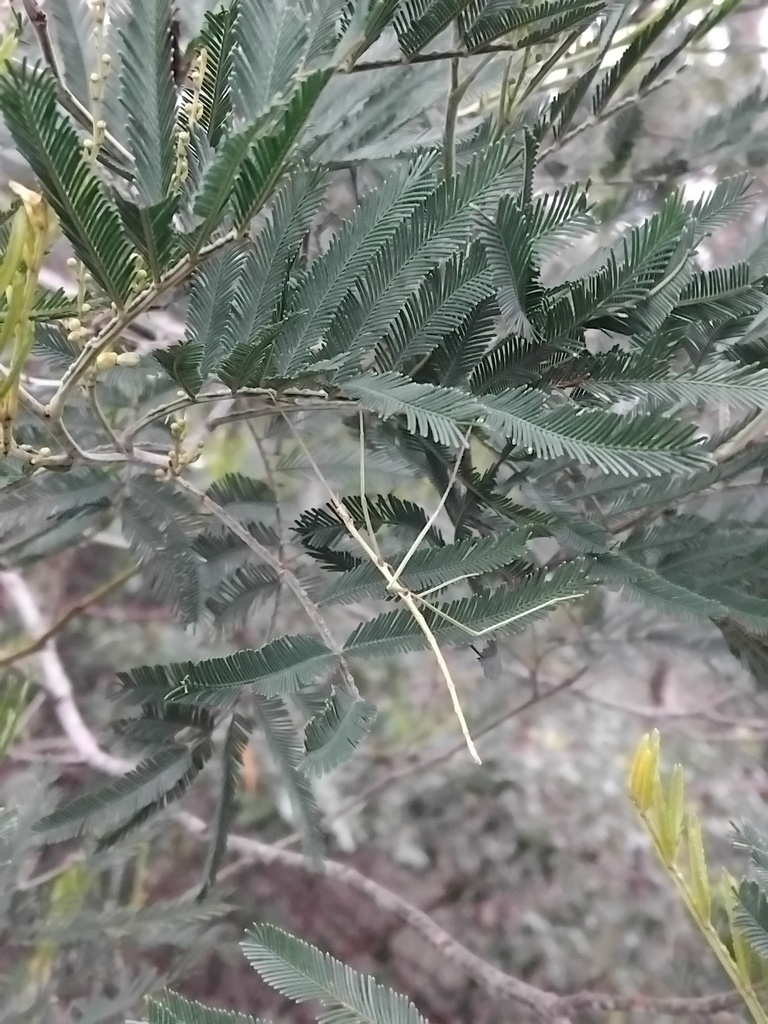 Margin-winged Stick Insect from Warragamba NSW 2752, Australia on ...