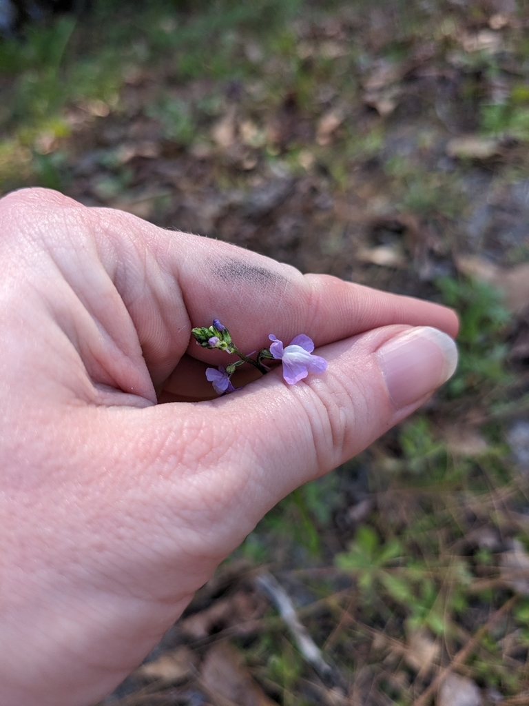 Canada toadflax from Windsor Forest, Savannah, GA, USA on February 28 ...