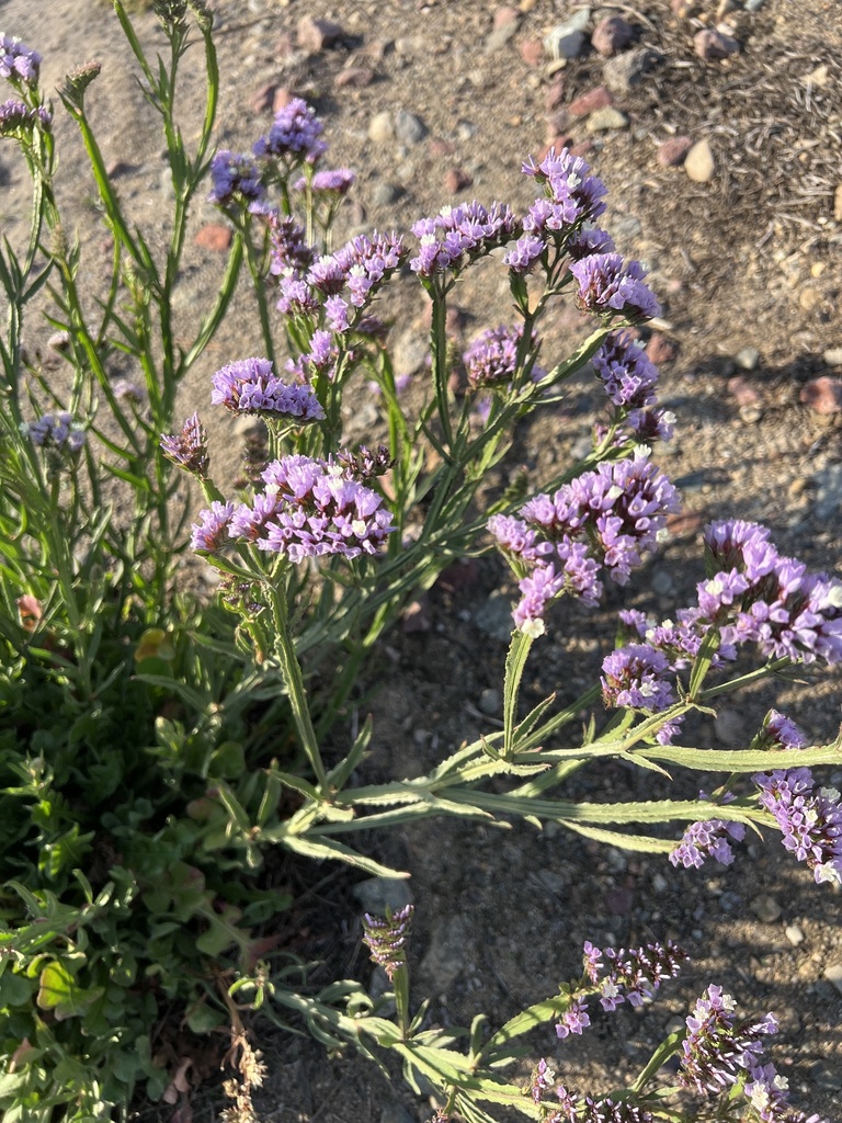 Blue statice from S Coast Hwy 101, Encinitas, CA, US on February 28 ...