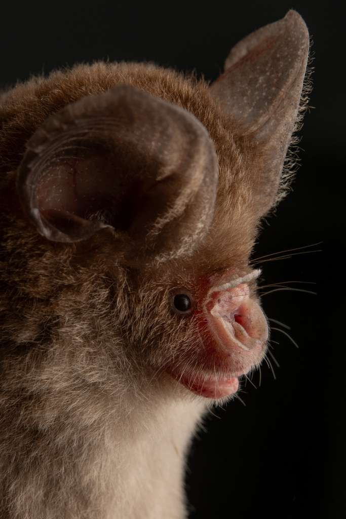 Dusky Roundleaf Bat from Kinabatangan, Sabah, Malaysia on February 19 ...