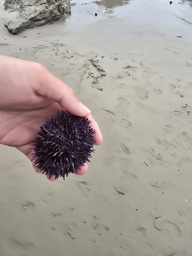 Pacific Purple Sea Urchin from Malibu, CA 90265, USA on February 28 ...