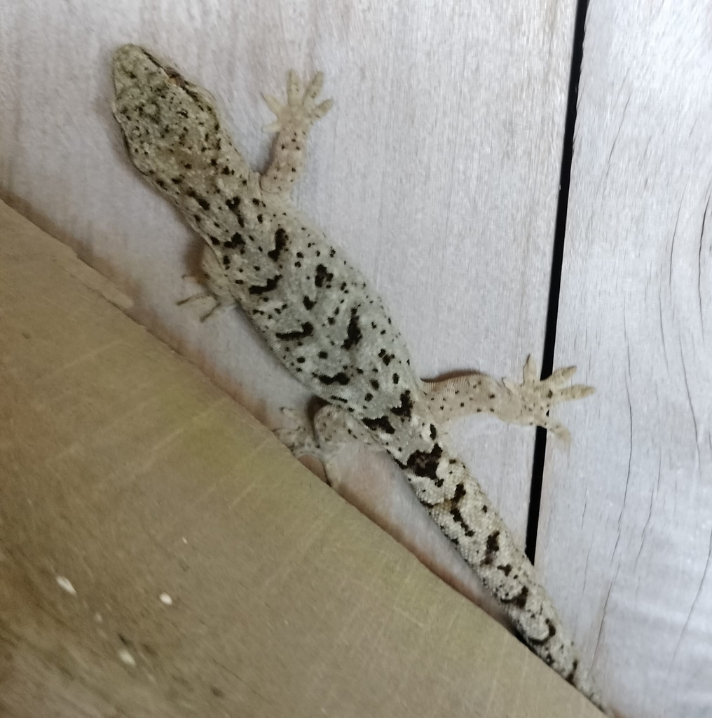 Waitaha Gecko in March 2025 by Hollie Hollander. Gecko What sort ...