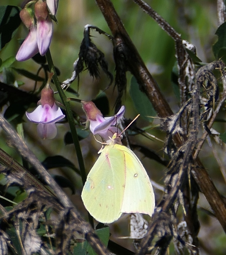 California Dogface in February 2025 by John Hibbard · iNaturalist
