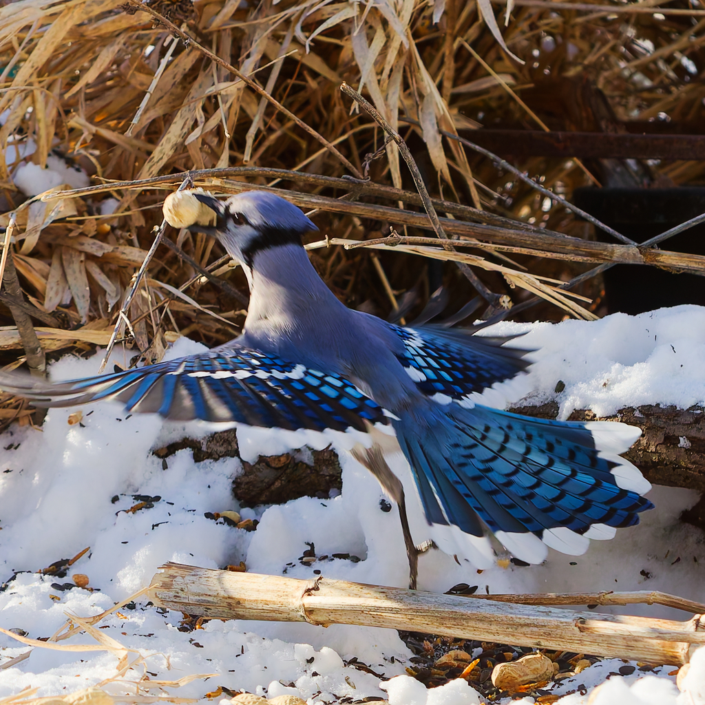 Blue Jay from Platteville, WI 53818, USA on February 22, 2025 at 09:35 ...
