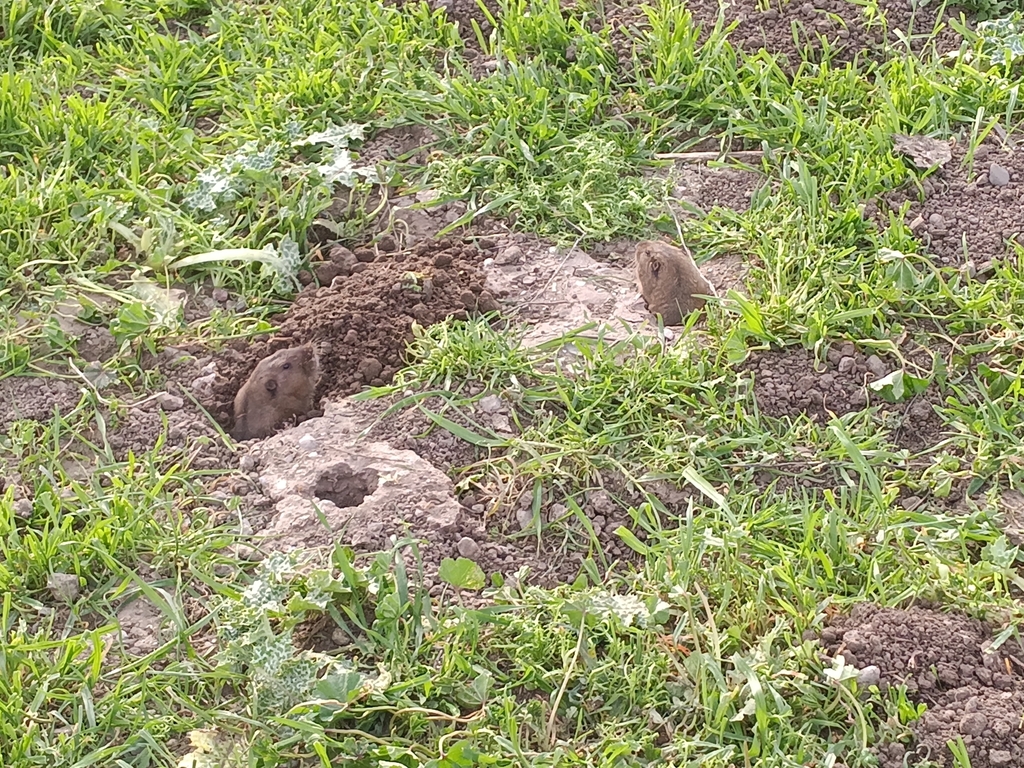 Western Pocket Gophers from Mission Peak Regional Preserve, Alameda ...