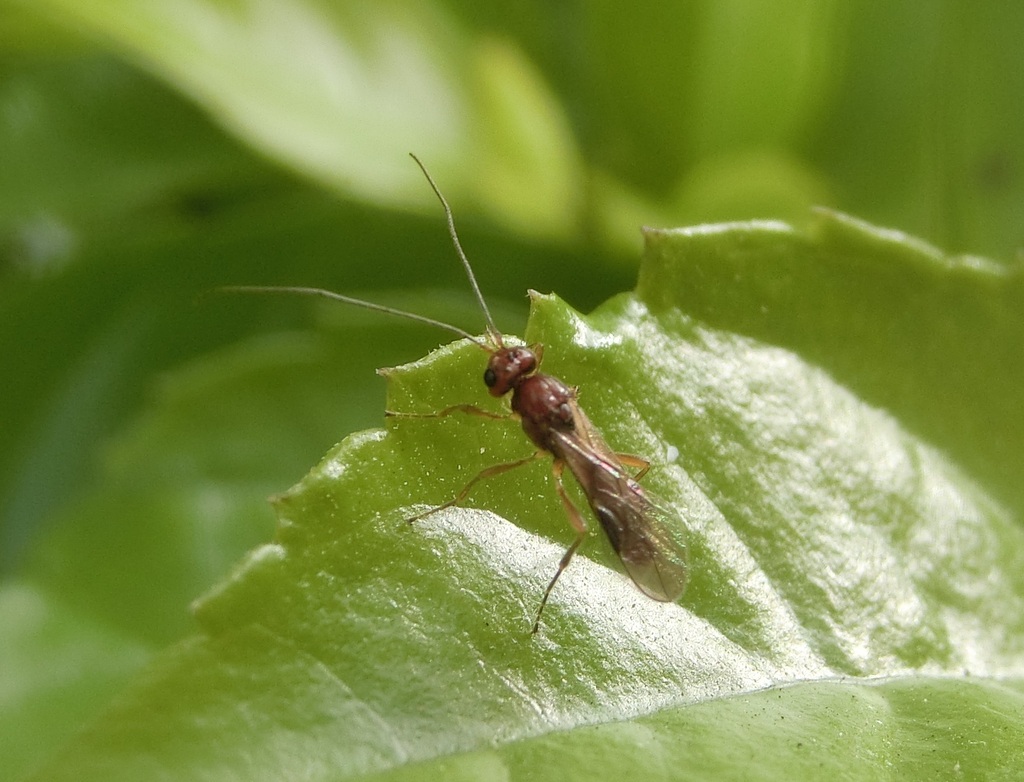 Braconid Wasps from Changhua, TW-TA, TW on March 1, 2025 at 08:19 AM by ...
