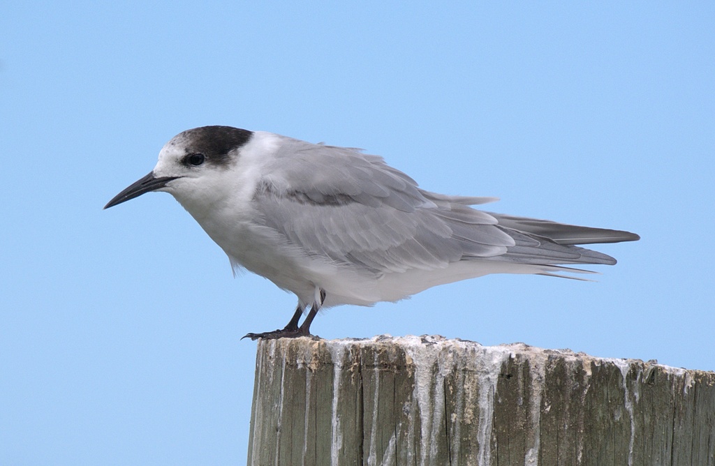Common Tern from Ruawai, New Zealand on February 25, 2025 at 10:15 PM ...