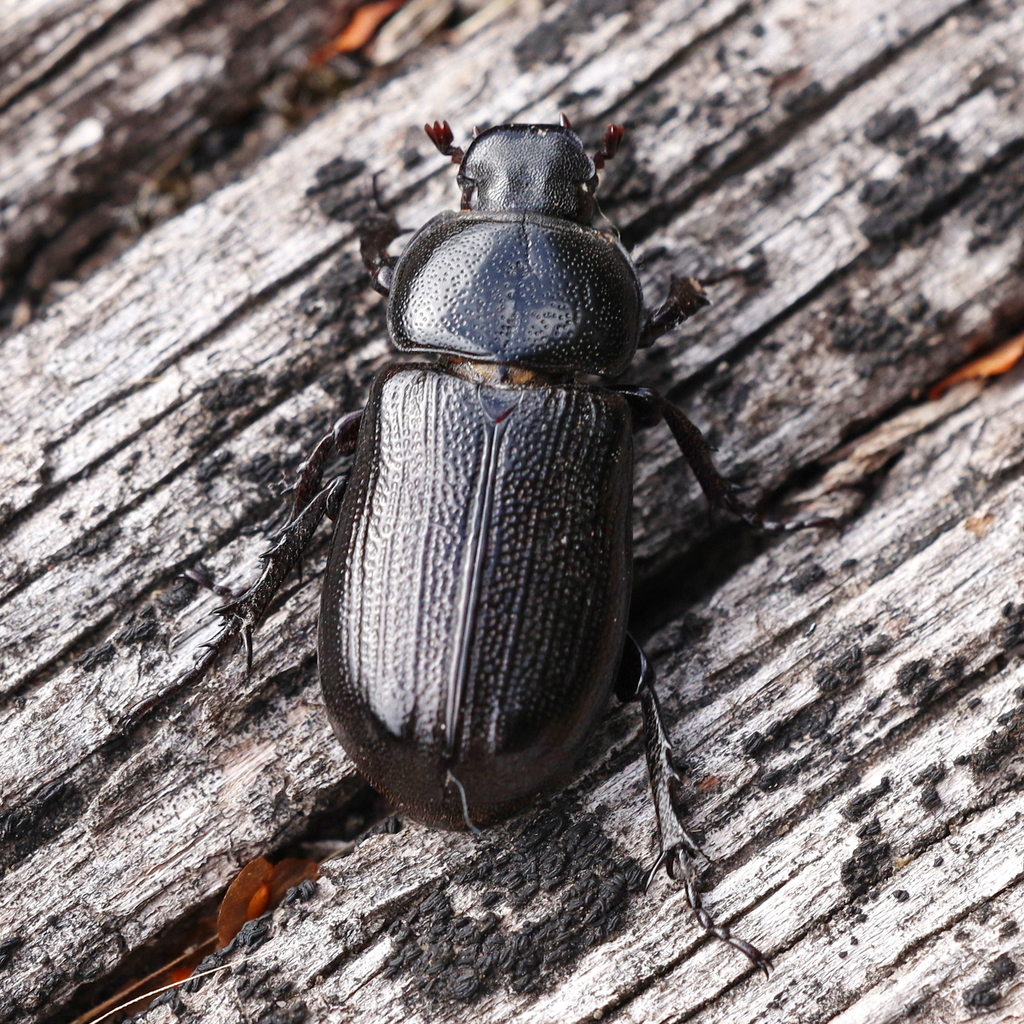 Cryptodus tasmannianus from Lilydale TAS 7268, Australia on March 1 ...
