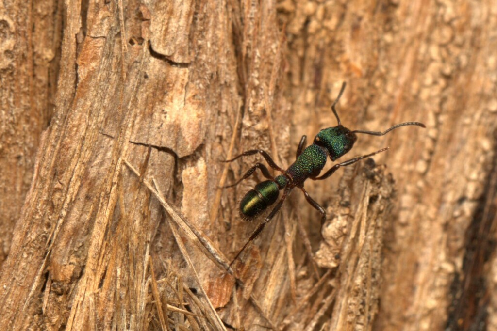 Green-head Ant from MacKenzie QLD, Australia on March 01, 2025 at 08:33 ...