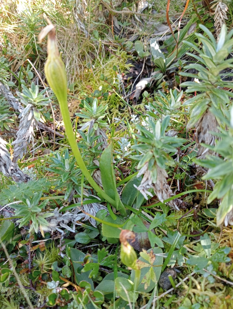 Greenhoods from Southland 9679, New Zealand on February 27, 2025 at 11: ...