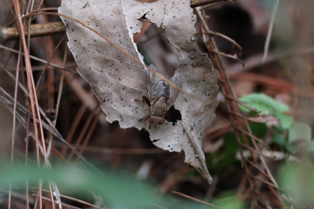 Fly Pirates from 中国肇庆市鼎湖区鼎湖山 邮政编码: 526070 on February 28, 2025 at 12:55 ...