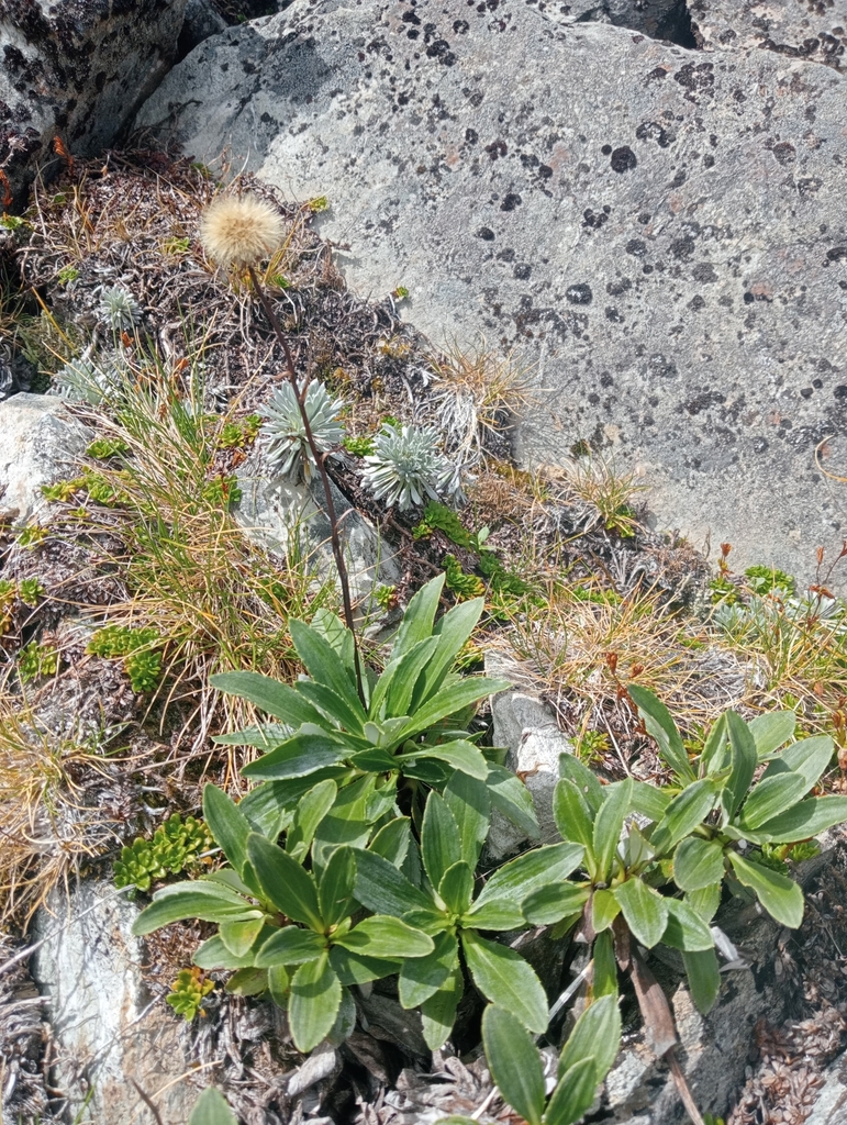 mountain daisies from Southland 9679, New Zealand on February 27, 2025 ...