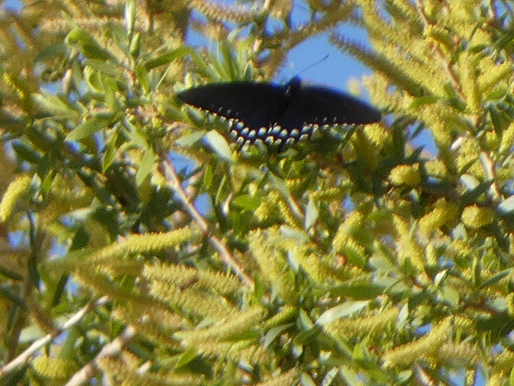 Pipevine Swallowtail from 5375 I-19 Frontage Rd, Green Valley, AZ 85614 ...