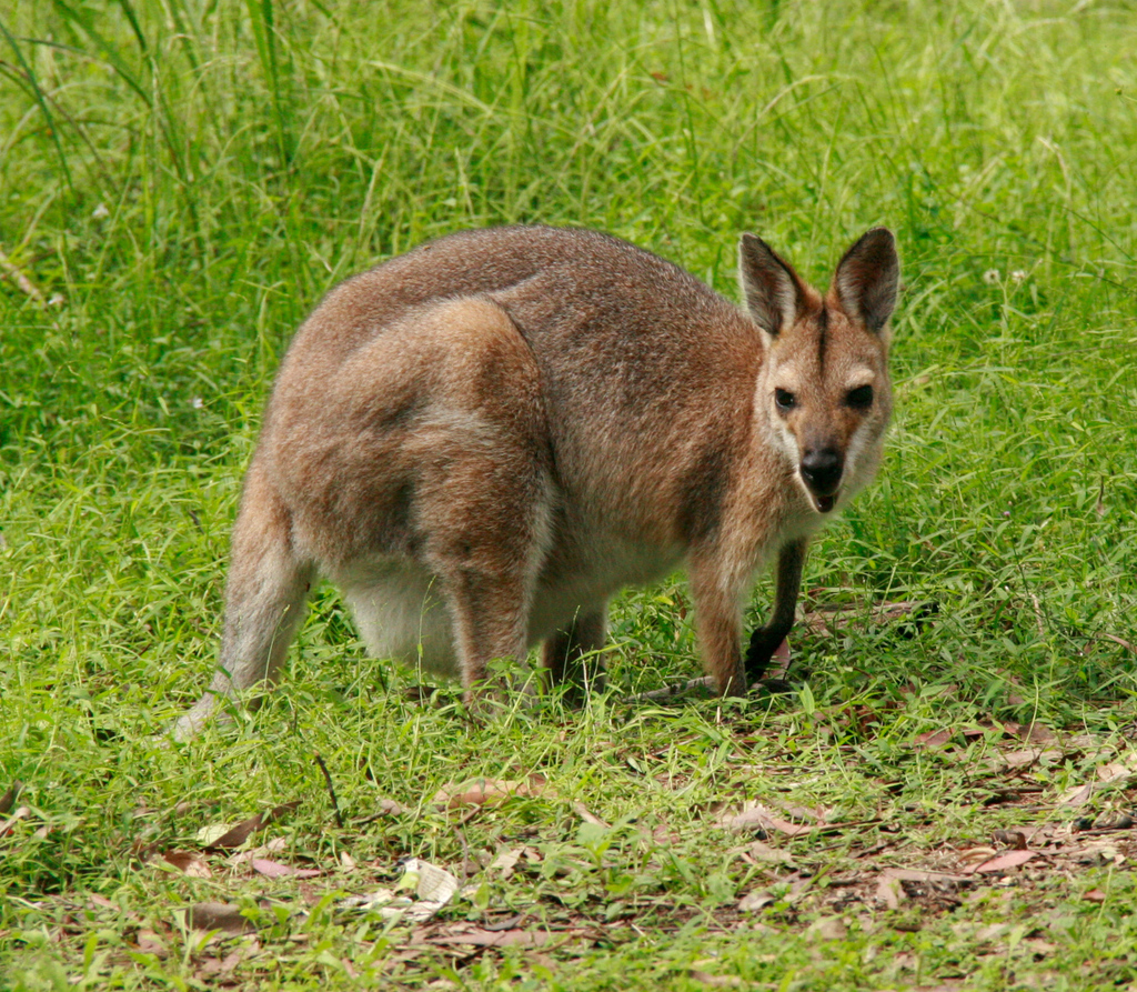 Mainland Red-necked Wallaby from Venman Bushland NP, W Mount Cotton Rd ...