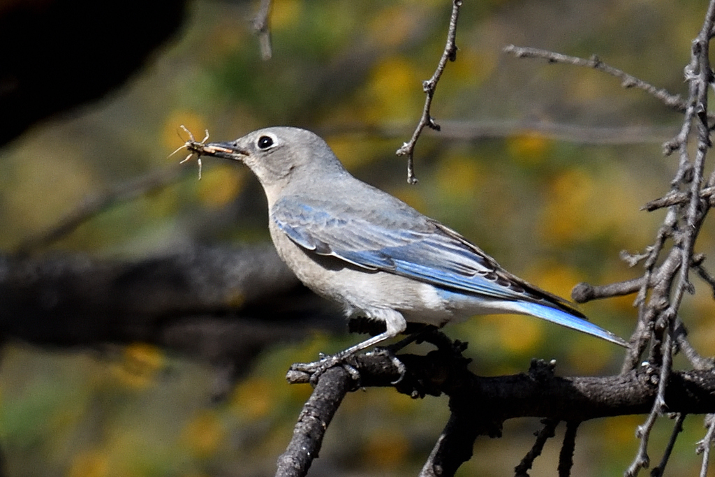 Mountain Bluebird from Bustamante, N.L., México on February 28, 2025 at ...