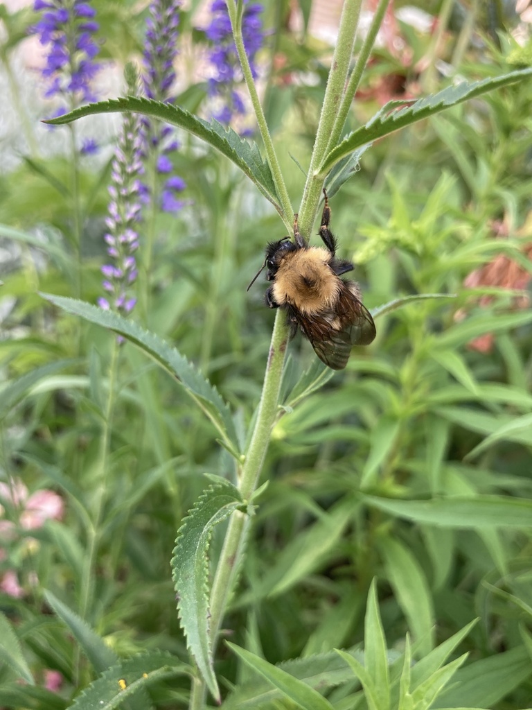 Perplexing Bumble Bee from Douglasdale, Calgary, AB T2Z, Canada on July ...