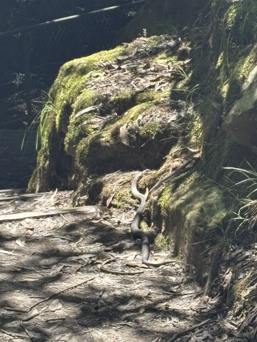 Highlands Copperhead (Austrelaps ramsayi) - Snakes and Lizards