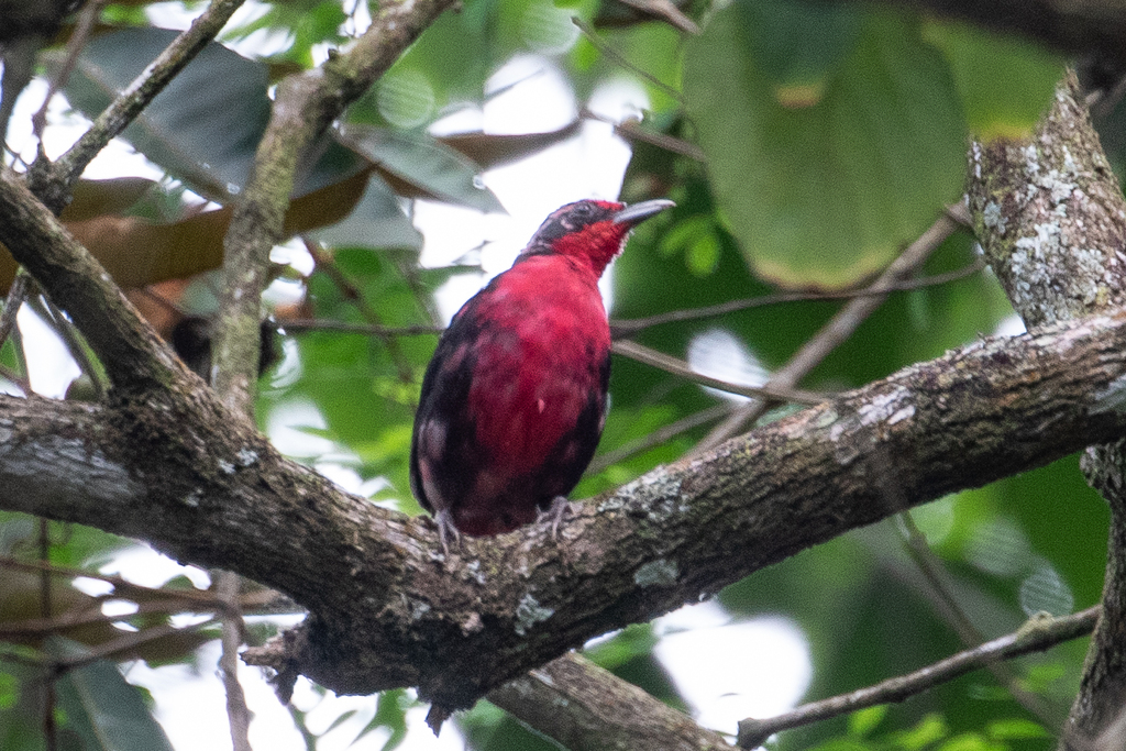 Rosy Thrush-Tanager from Antón, PA-CC, PA on July 21, 2021 at 01:17 PM ...