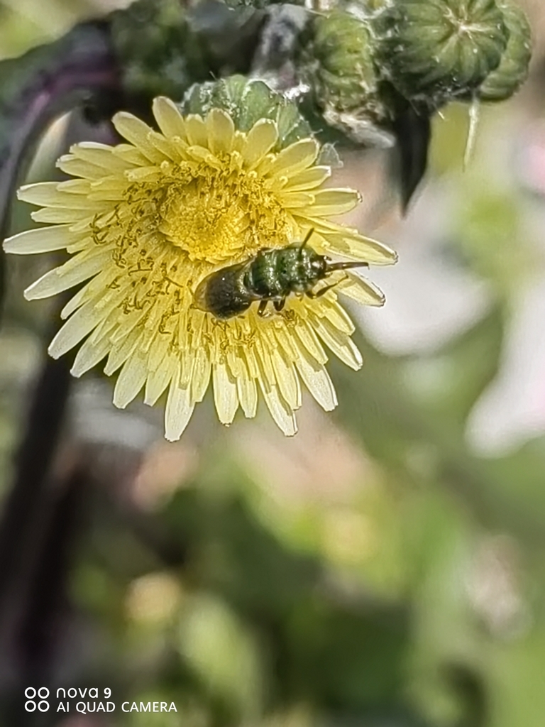 Emerald Small Carpenter from Fuzhou, CN-FJ, CN on March 1, 2025 at 12: ...