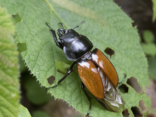 Neolucanus castanopterus · iNaturalist United Kingdom