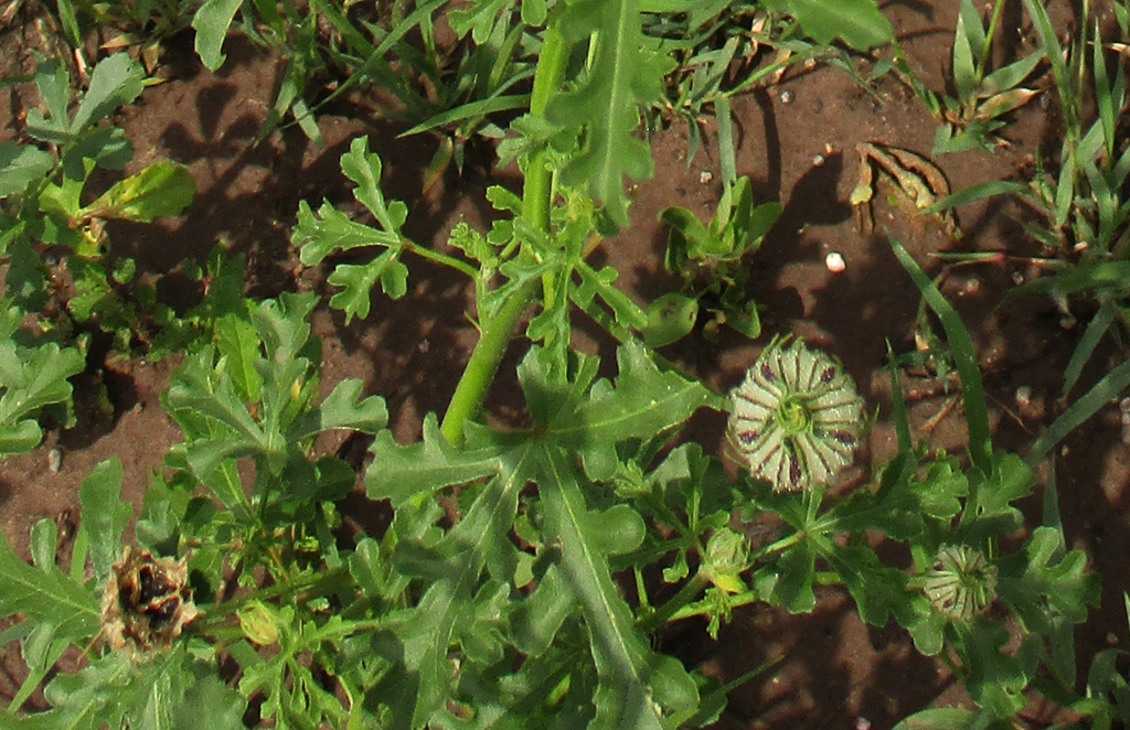 flower-of-an-hour from Serowe Botswana on February 23, 2025 by ...