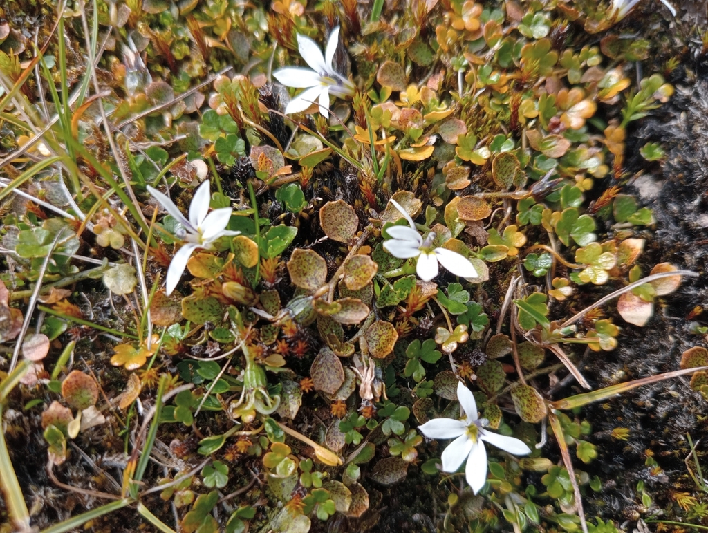 pānakenake from Southland 9679, New Zealand on February 27, 2025 at 04: ...