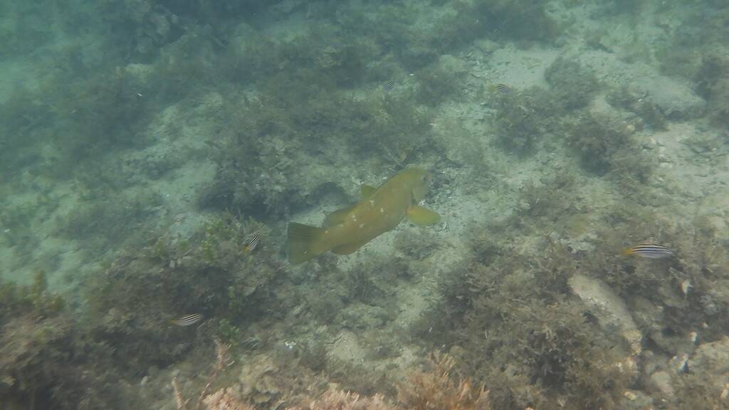 Eastern Blue Groper from Broulee - Mossy Point NSW 2537, Australia on ...