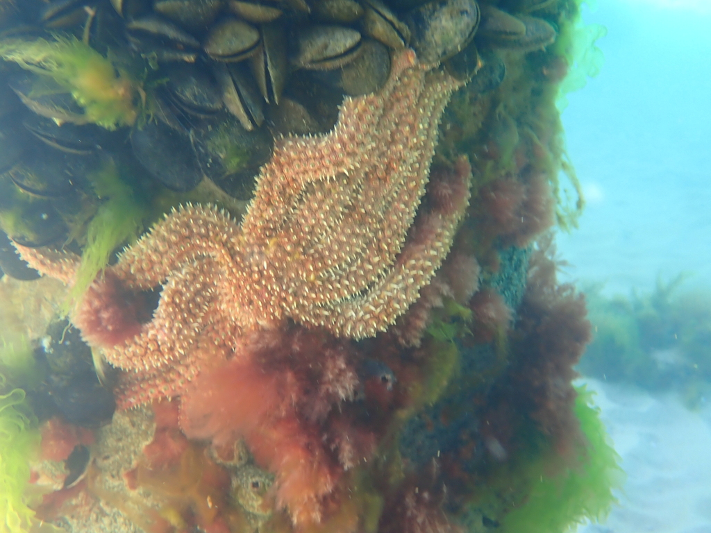 Eleven-armed Sea Star from Rye VIC 3941, Australia on March 1, 2025 at ...