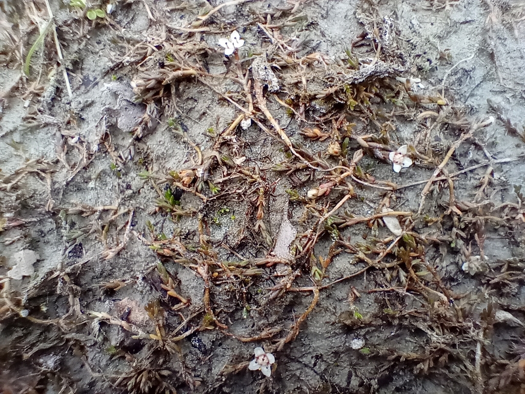 Crassula sinclairii from Southland 9679, New Zealand on February 27 ...