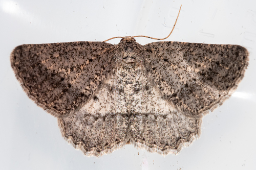 Genus Loxopora · iNaturalist