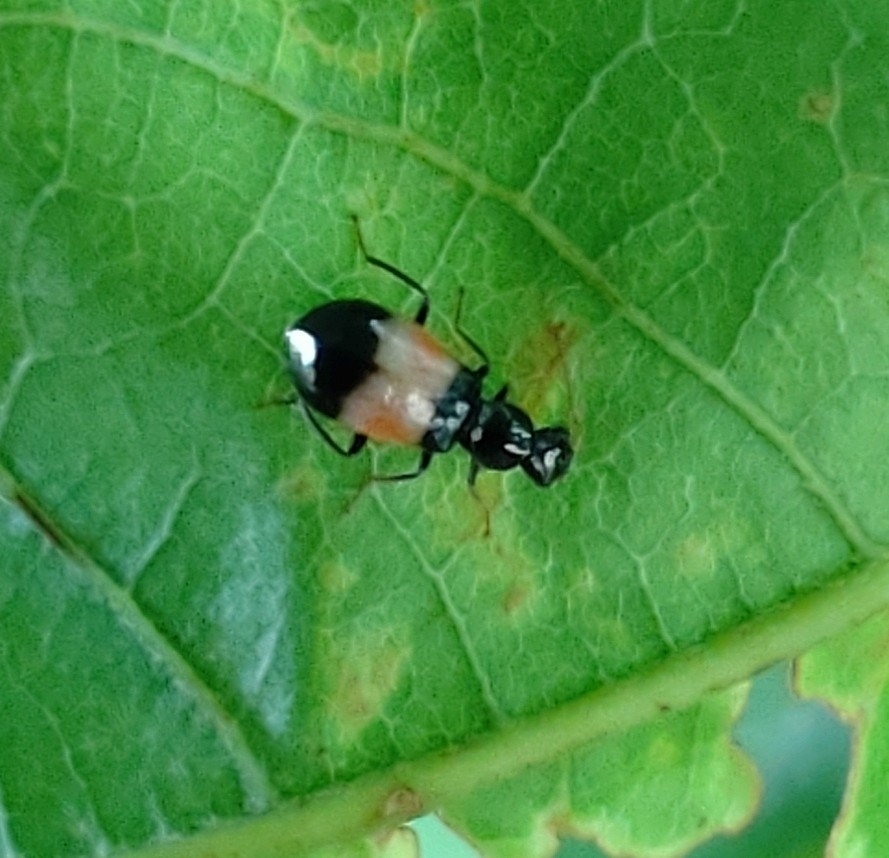 Intybia histrio from 日本 〒591-8003 on July 3, 2023 at 03:25 PM by はる ...