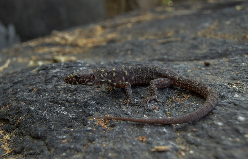Smith's Tropical Night Lizard from Tehuantepec, Oax., México on March ...