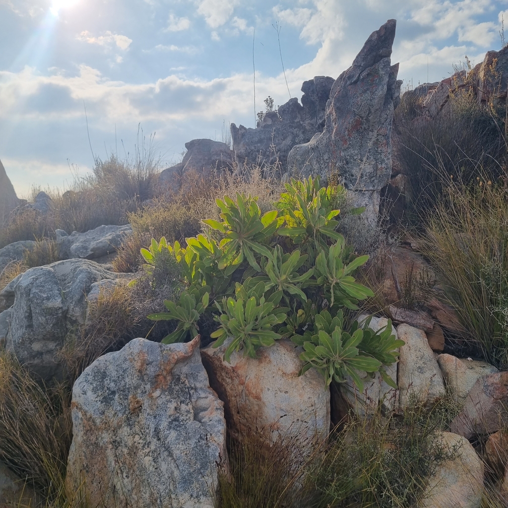 Queen Sugarbush from Witzenberg Local Municipality, South Africa on ...