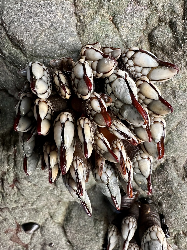 Gooseneck Barnacle from Leo Carrillo State Park, Malibu, CA, US on ...