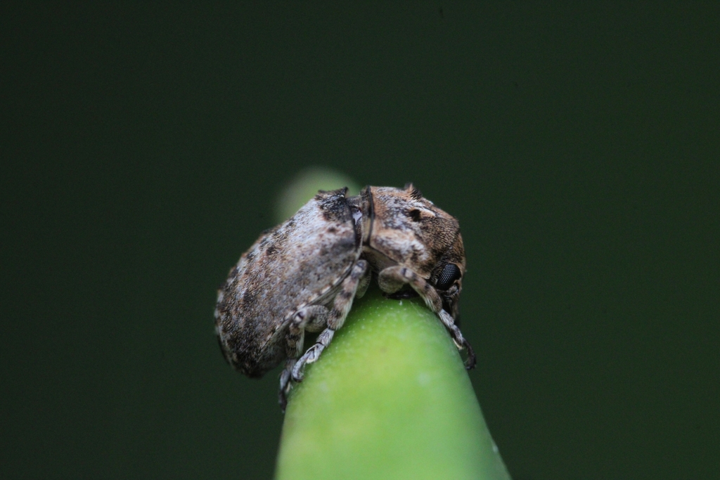 Phloeobius from Mutare, Zimbabwe on January 31, 2025 at 05:45 PM by ...