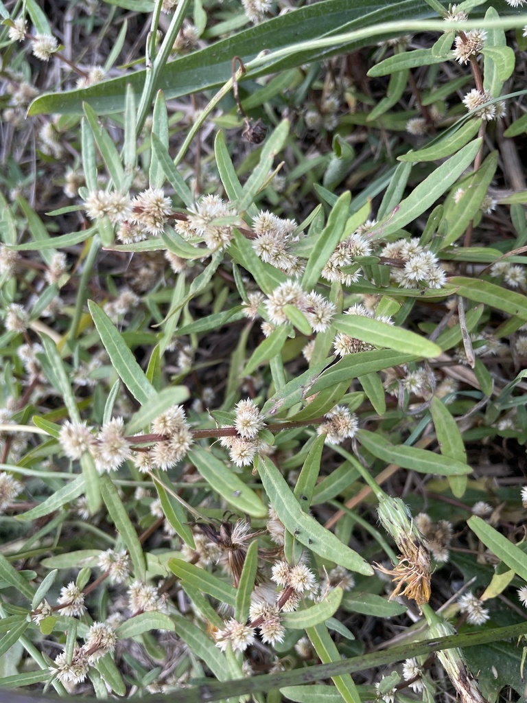 Lesser Joyweed from Boundary Drain Rd, Koo Wee Rup, VIC, AU on March 1 ...