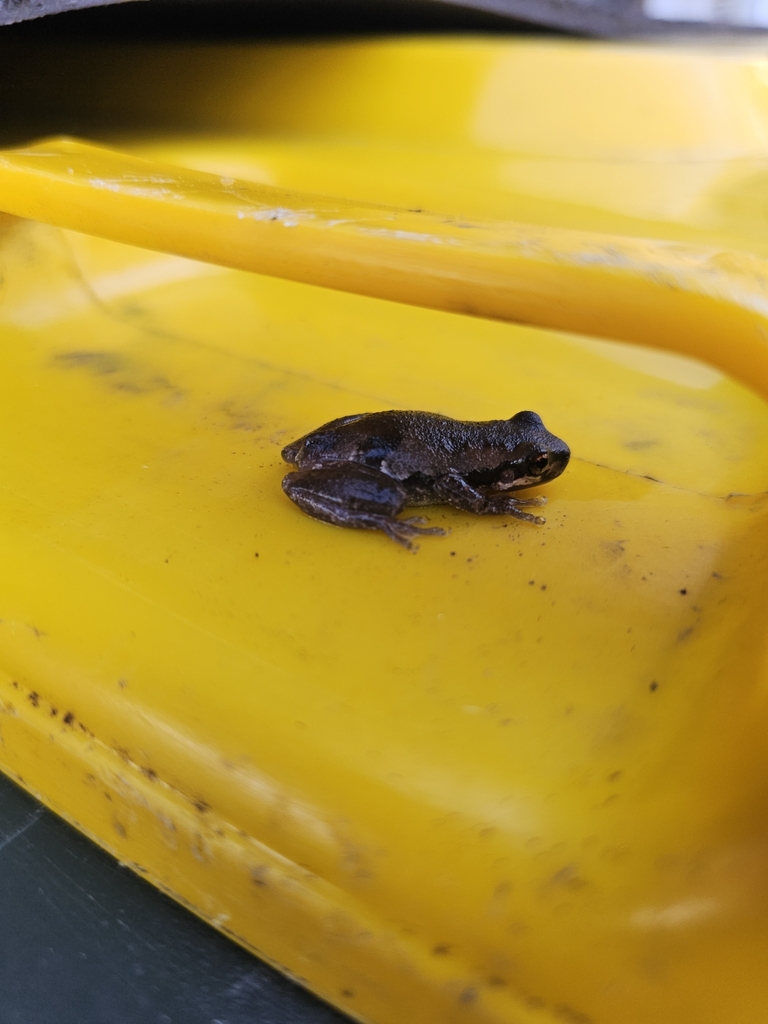 Slender bleating tree frog from Mount Pleasant QLD 4521, Australia on ...