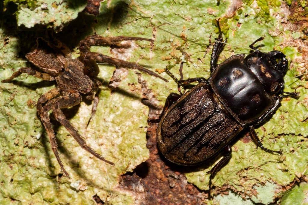 New Zealand Reticulated Stag Beetle from Moonshine Valley, Neuseeland ...
