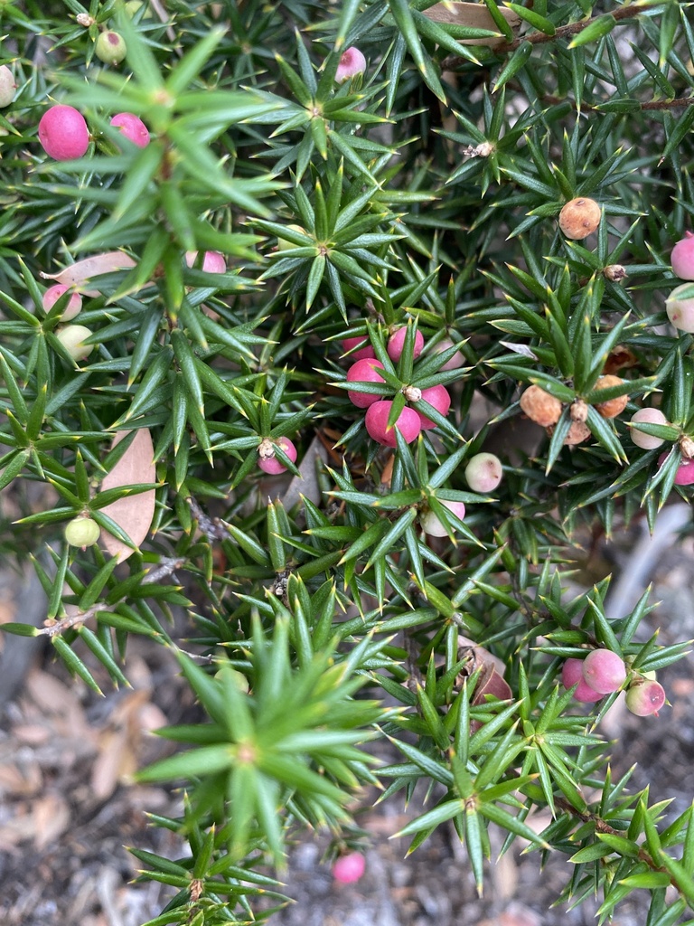 Crimson Berry from Wilsons Promontory National Park, Wilsons Promontory ...