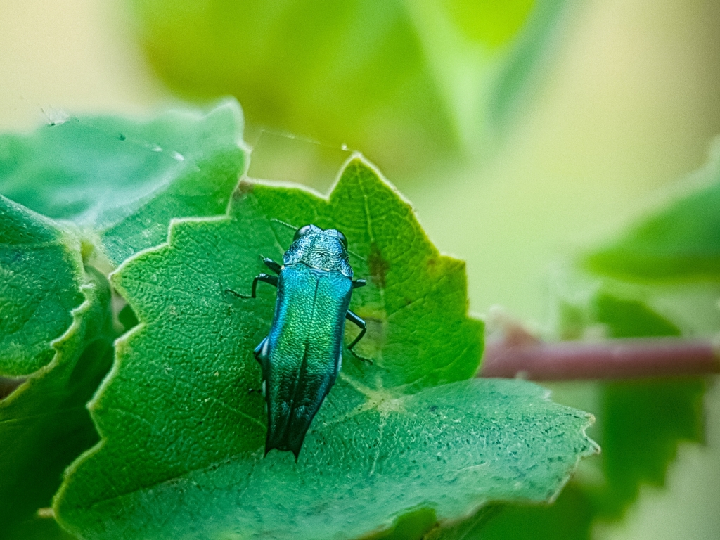 Spiral borer on March 1, 2025 at 02:42 PM by Edi Suryadi · iNaturalist