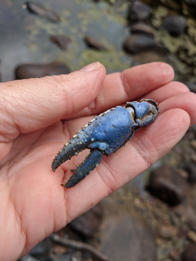 Astacopsis tricornis from Loongana TAS 7315, Australia on March 1, 2025 ...