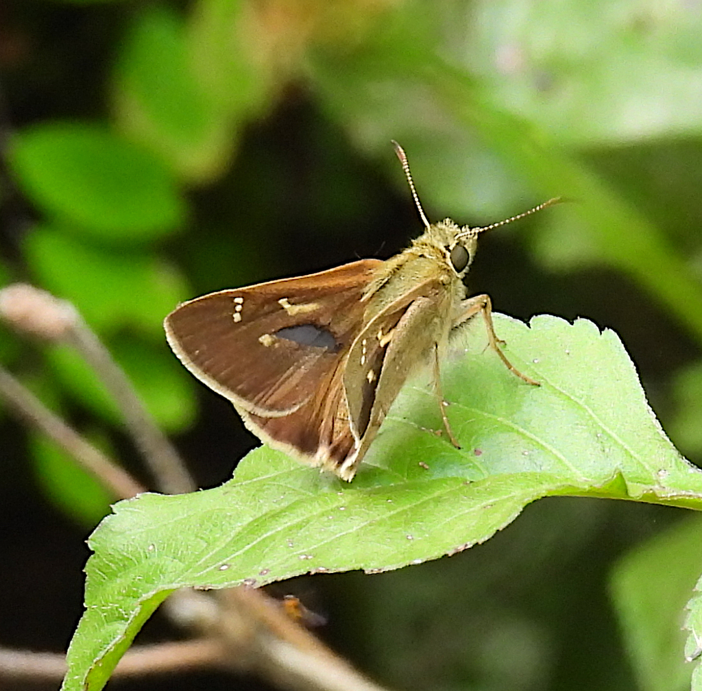 Large Dingy Skipper from Mount Glorious QLD 4520, Australia on February ...