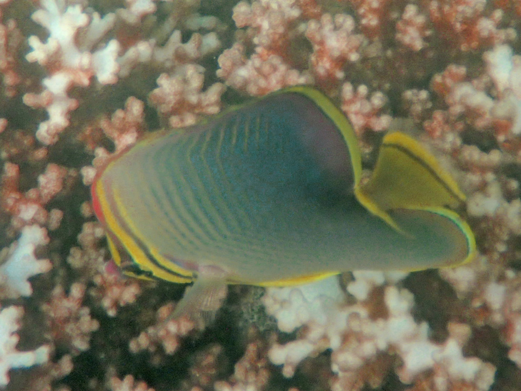 Eastern Triangle Butterflyfish from Malolo Island, Fiji on February 25 ...