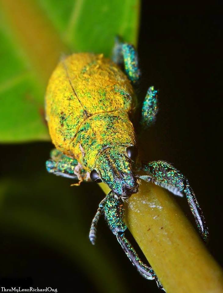 Broad-nosed Weevils (SBBG Lompoc SWP Floral Visitor Guide ) · iNaturalist